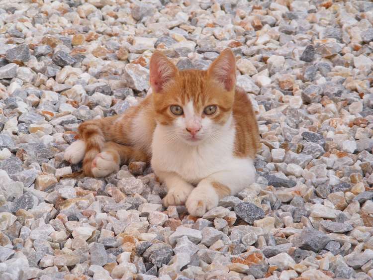 Cats in Crete