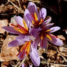 Flowers of Crete are amazing & plants, herbs & Cretan flowers grow ...