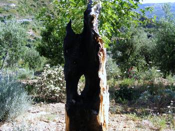 The Botanical Park of Crete is one of the Best Crete Attractions.