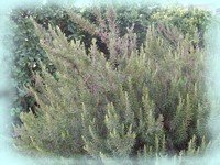 Herbs of Crete: grown wild on the hillside in a blaze of colour and ...